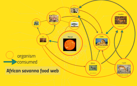 African savanna food web by sam morningstar
