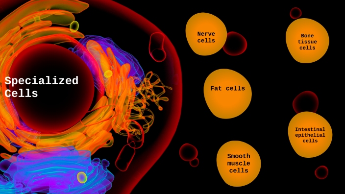 Into the microscope to explore Specialized Cells by Natasha Campbell on ...