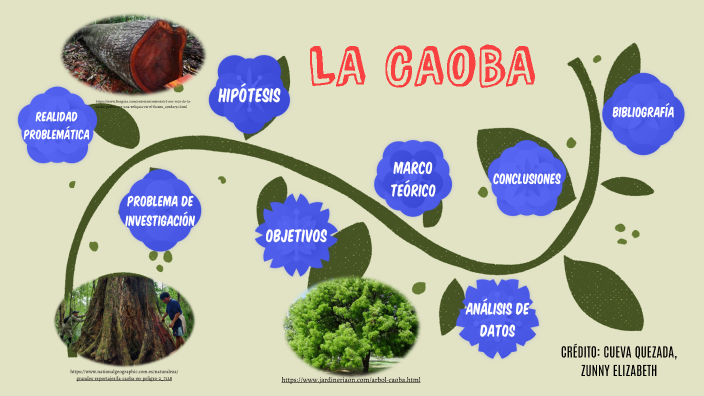 LA CAOBA by Zunny Cueva on Prezi