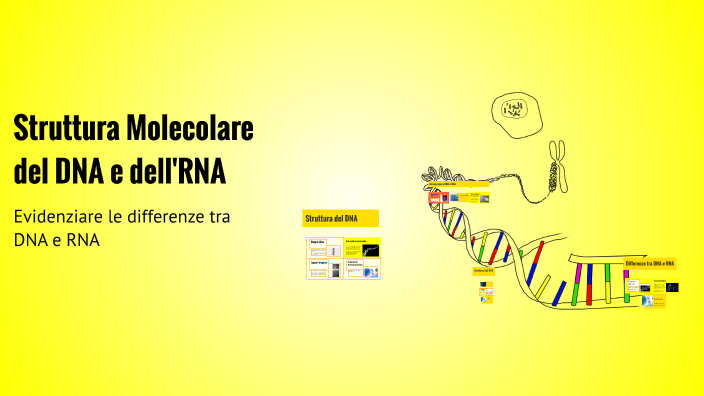 Struttura Molecolare del DNA e dell'RNA by giusy piccione on Prezi