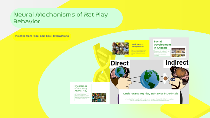 Neural Mechanisms of Rat Play Behavior by Ryanne Mao on Prezi