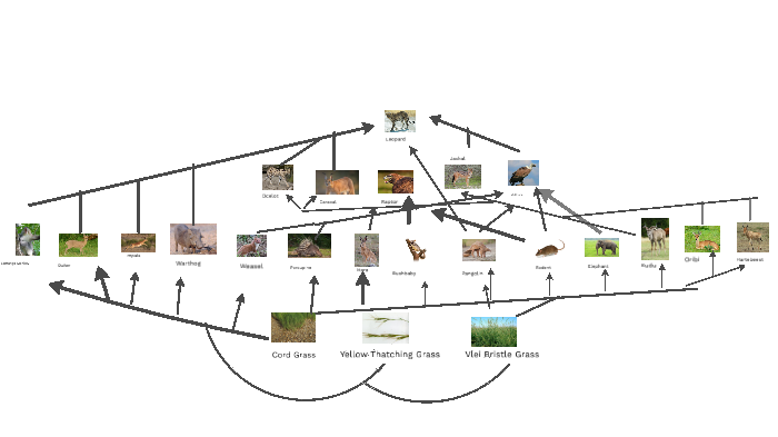 Energy Flow Food Web by Reagan Mcinturff on Prezi