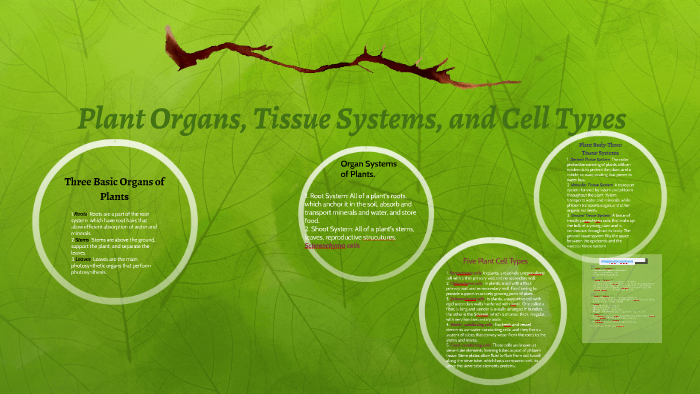 Three basic organs of plants by b caballero on Prezi