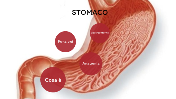 STOMACO 3D by riccardo coco on Prezi