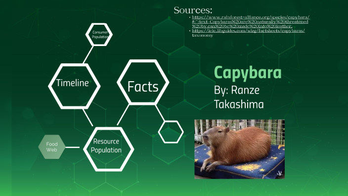 Capybara Prezi by Ranze Takashima on Prezi