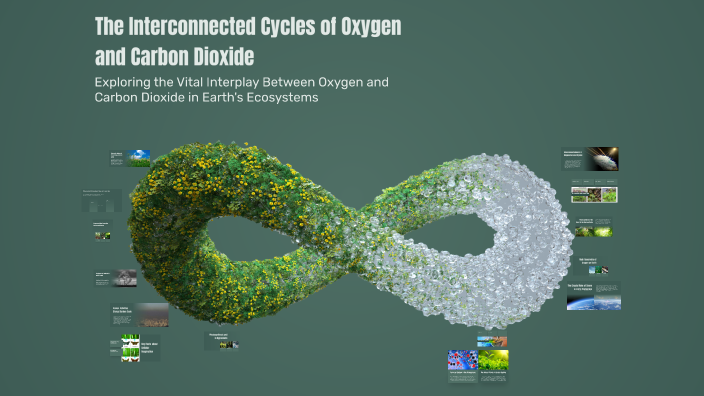 The Interconnected Cycles of Oxygen and Carbon Dioxide by Juancio ...