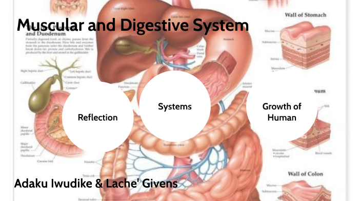 Muscular and Digestive Organ Systems by Adaku Iwudike on Prezi