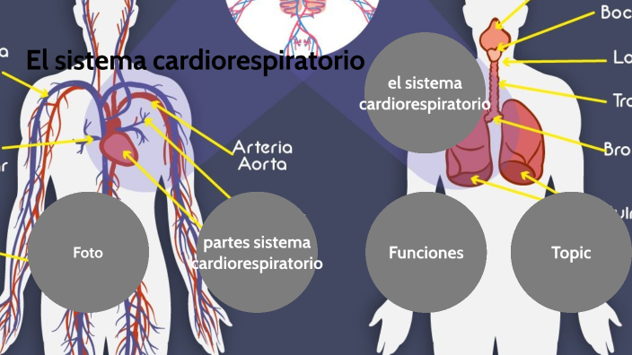 Sistema cardiorespiratorio by Santiago Obando on Prezi
