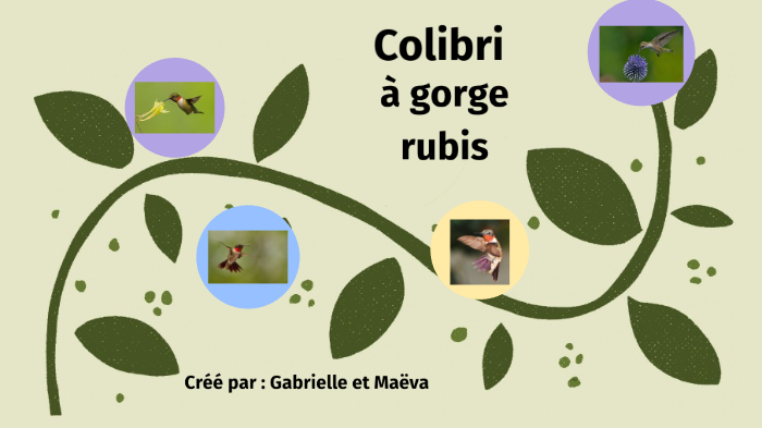 colibri à gorge rubis by Gabrielle Charette on Prezi