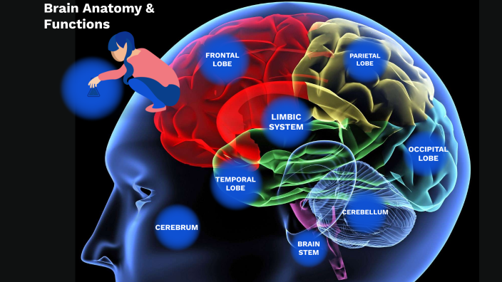 Brain anatomy & functions by Ruben Jimenez on Prezi