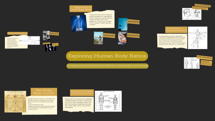 Exploring Human Body Ratios by aarav sadh on Prezi