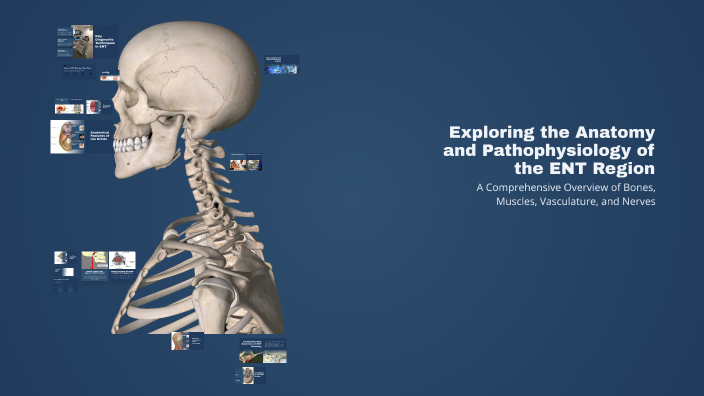 Exploring the Anatomy and Pathophysiology of the ENT Region by Heather ...