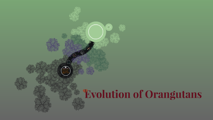Evolution of Orangutans by Elana Childers on Prezi