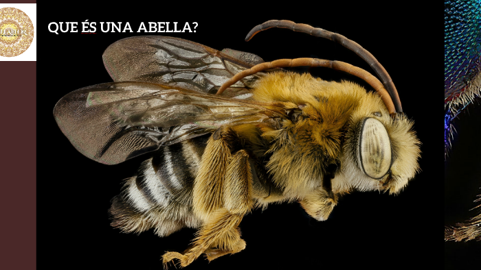 que es una abella? by Apicultura Urbana on Prezi