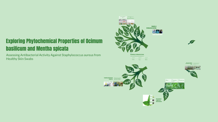 Exploring Phytochemical Properties of Ocimum basilicum and Mentha ...