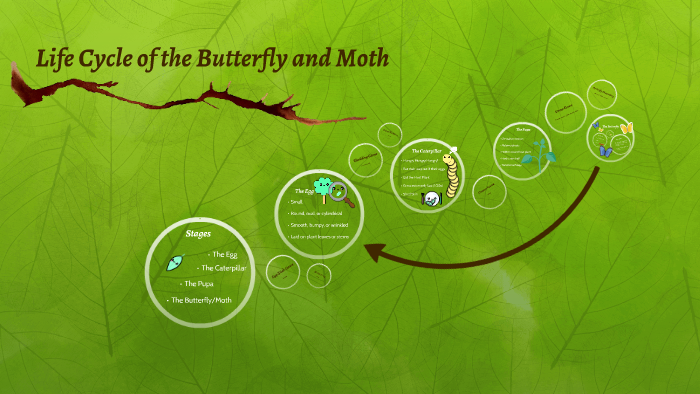 Life Cycle of the Butterfly and Moth by Ray Werner