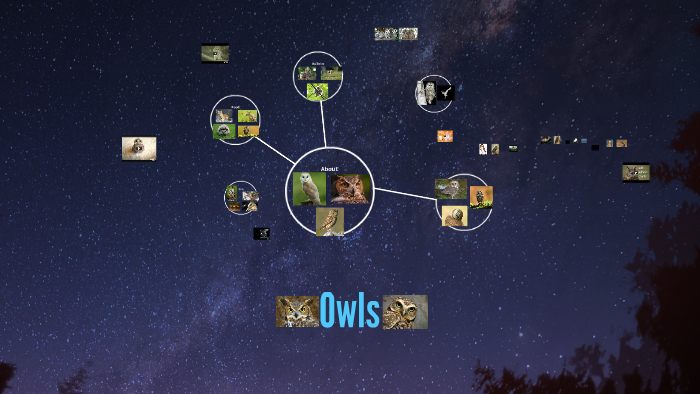 Owls by Emily Seiser on Prezi