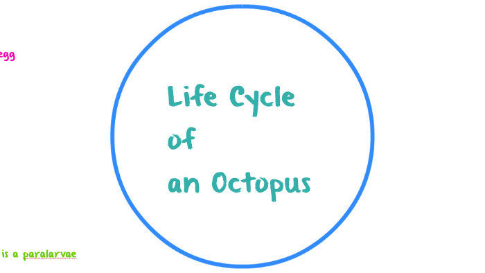 Life Cycle of a Octopus by Maya by AJW Johnson on Prezi