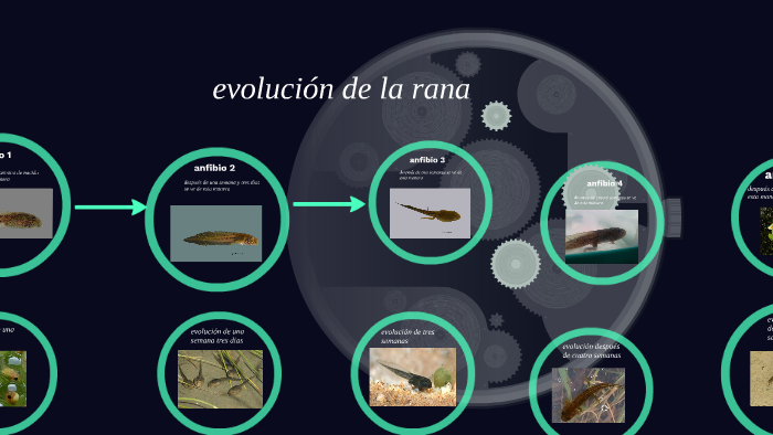 evolucion de la rana by brayan mendivelso on Prezi