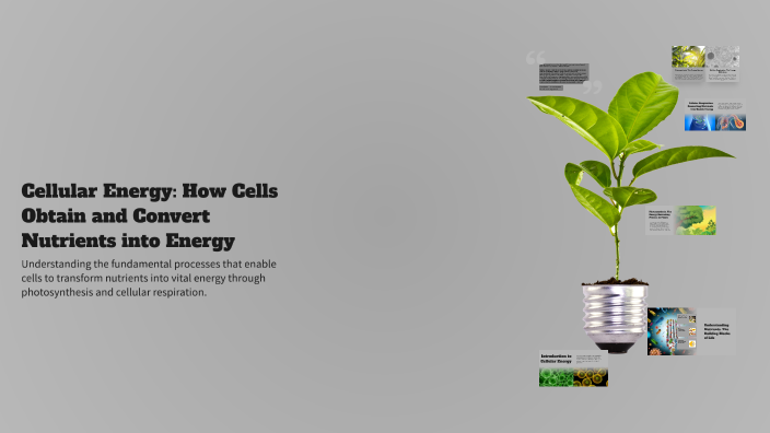 Cellular Energy: How Cells Obtain and Convert Nutrients into Energy by ...
