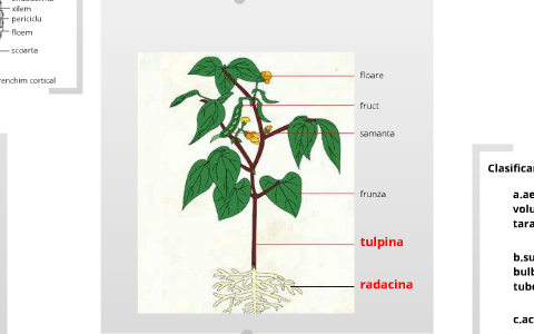 radacina si tulpina by Julie Taa on Prezi