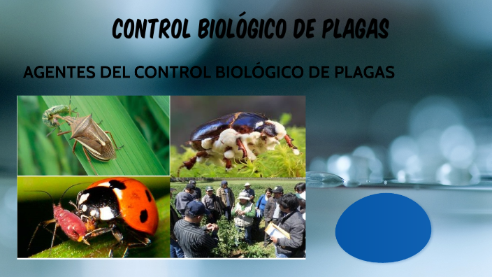 Control Biológico de plagas by Jonathan Ruiz Rodríguez on Prezi