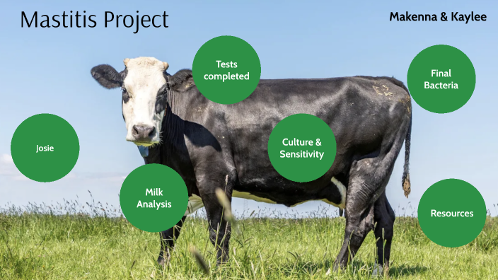 Mastitis Project by Makenna Ferraby on Prezi