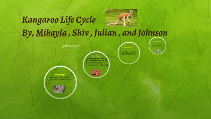 kangaroo life cycle by Toye Powell on Prezi