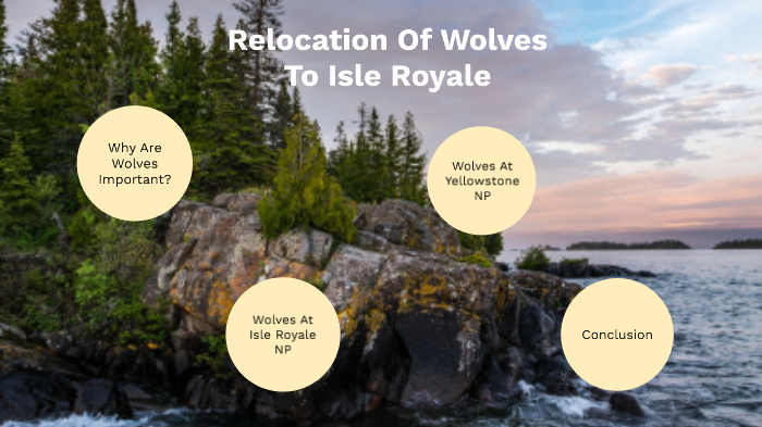 The Relocation Of Wolves To Isle Royale by Zoe Frederick on Prezi