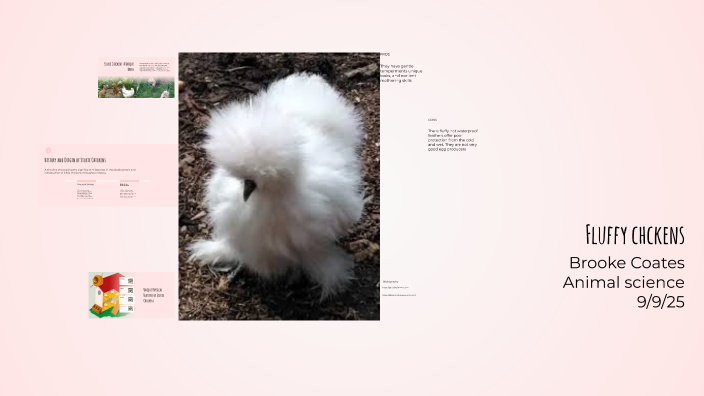 Understanding Silkie Chickens by Brooke Coates on Prezi