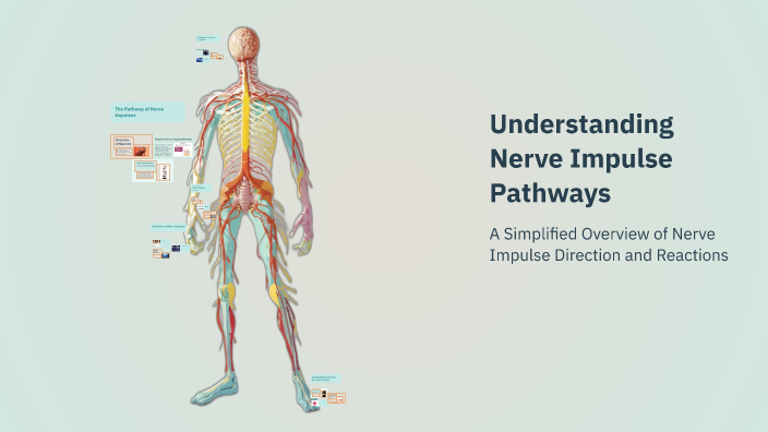 Understanding Nerve Impulse Pathways by Neptun Candemir on Prezi