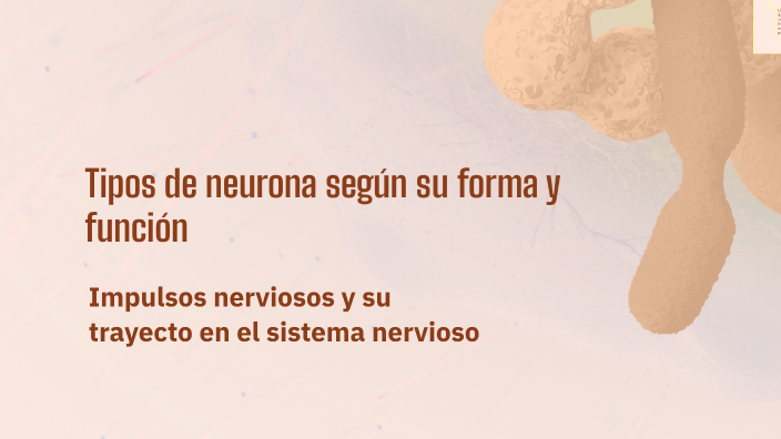 Tipos de neurona según su forma y función by Marycarmen Millán Torcat ...