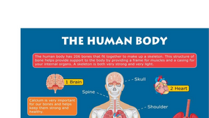 HUMAN BODY POSTER by Elisa Sánchez on Prezi Design