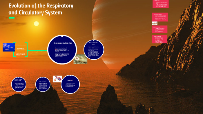 Evolution of the Respiratory System by on Prezi