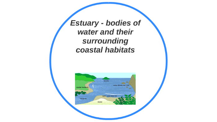 Estuary - bodies of water and their surrounding coastal habi by Andy ...