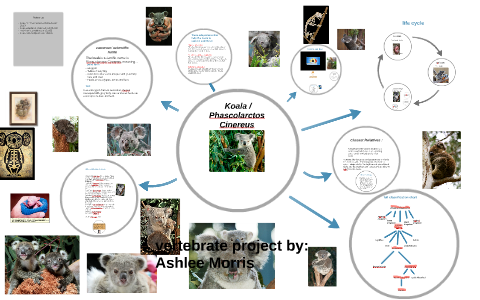 koala / Phascolarctos Cinereus by a m
