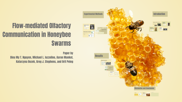 Flow-mediated Olfactory Communication in Honeybee Swarms by Cyril ...