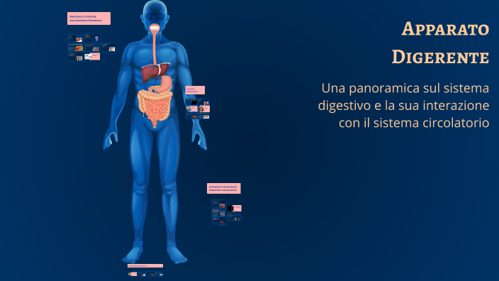 Apparato Digerente by Marta Petrone on Prezi