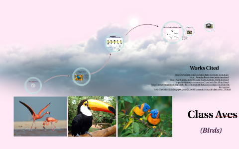 Class Aves (Birds) by Rachel Goluboff on Prezi