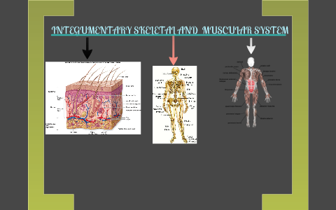 Integumentary,skeletal and muscular systems by renashely charles on Prezi
