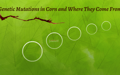 Genetic Mutations in Corn and Where They Come From by Andrea Beltran on ...