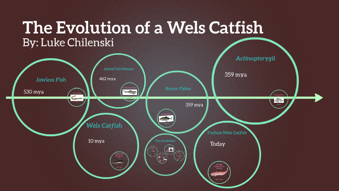The Evolution of a Wels Catfish by Luke Chil on Prezi