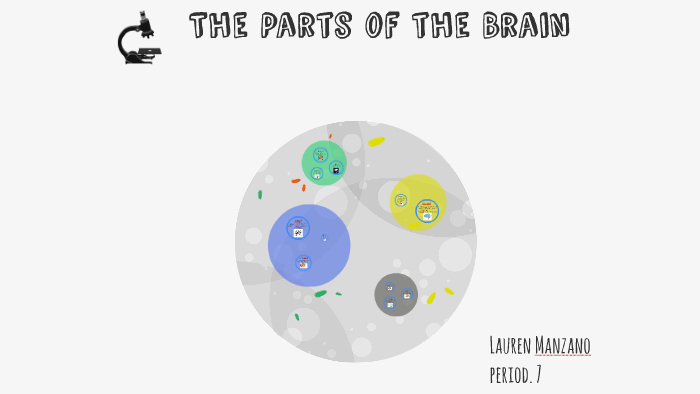 The Parts of the Brain by Hannah Manzano on Prezi