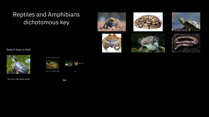 Reptiles and Amphibians dichotomous key by Mason Waltman on Prezi