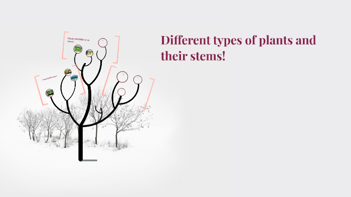 Different types of plants and their stems! by Justine Morris on Prezi