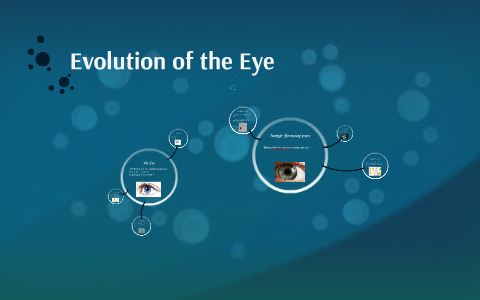 Evolution of the Eye by griffin pelley on Prezi