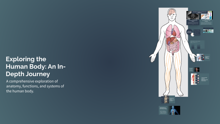 Exploring the Human Body: An In-Depth Journey by Mabelyn Adamero on Prezi