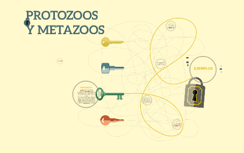 PROTOZOOS Y METAZOOS by paula tatiana on Prezi