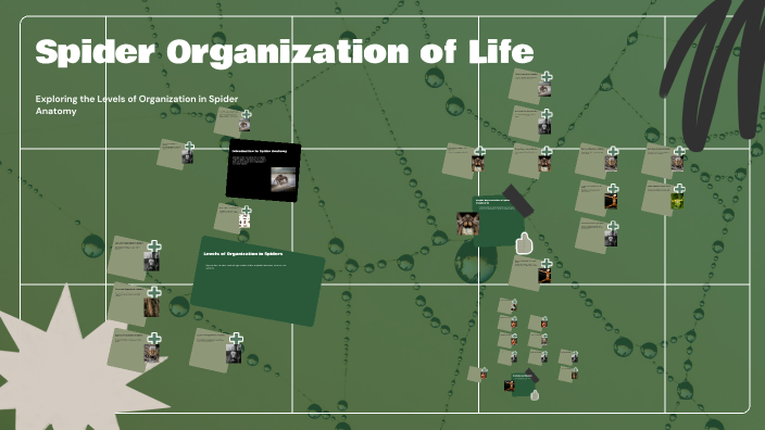 Spider Organization of Life by Serenity Chaney on Prezi