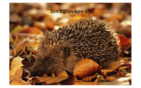 Een bijzondere egel by Winke van Vreeland on Prezi